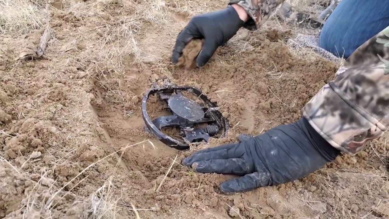 Trapping Coyotes with a flat set - YouTube
