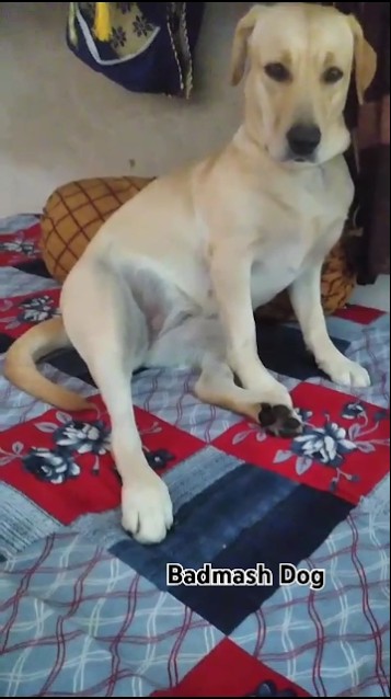 Badmash dog#shortsfeed #labrador #cutedoglover - YouTube