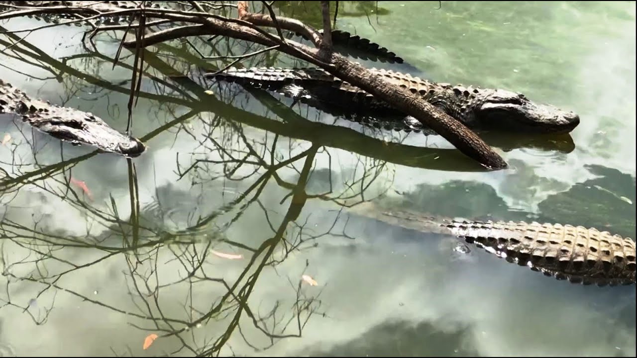 Alligator Enclosure - Australian Reptile Park - YouTube