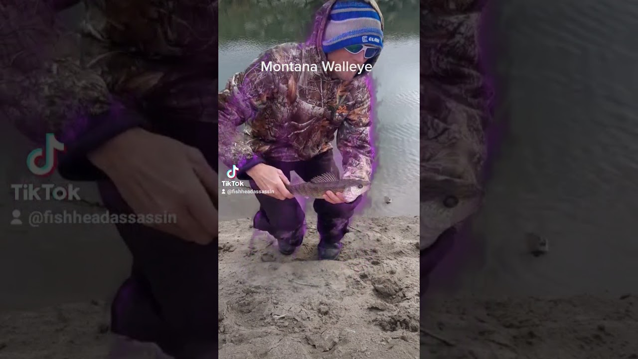 Fish Head Assassin - YouTube