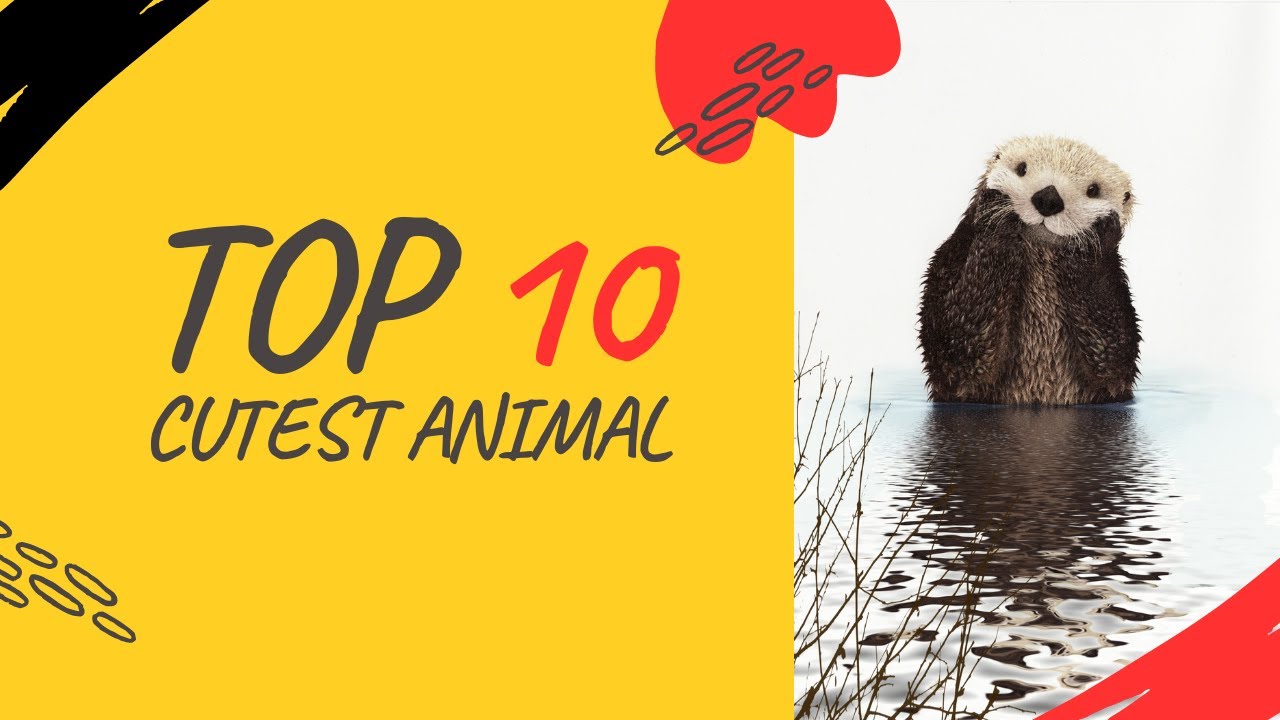 10 Cutest Animal You MUST LOVE IT - YouTube