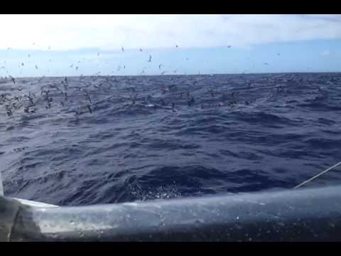 Biggest bird pile I've ever seen - YouTube