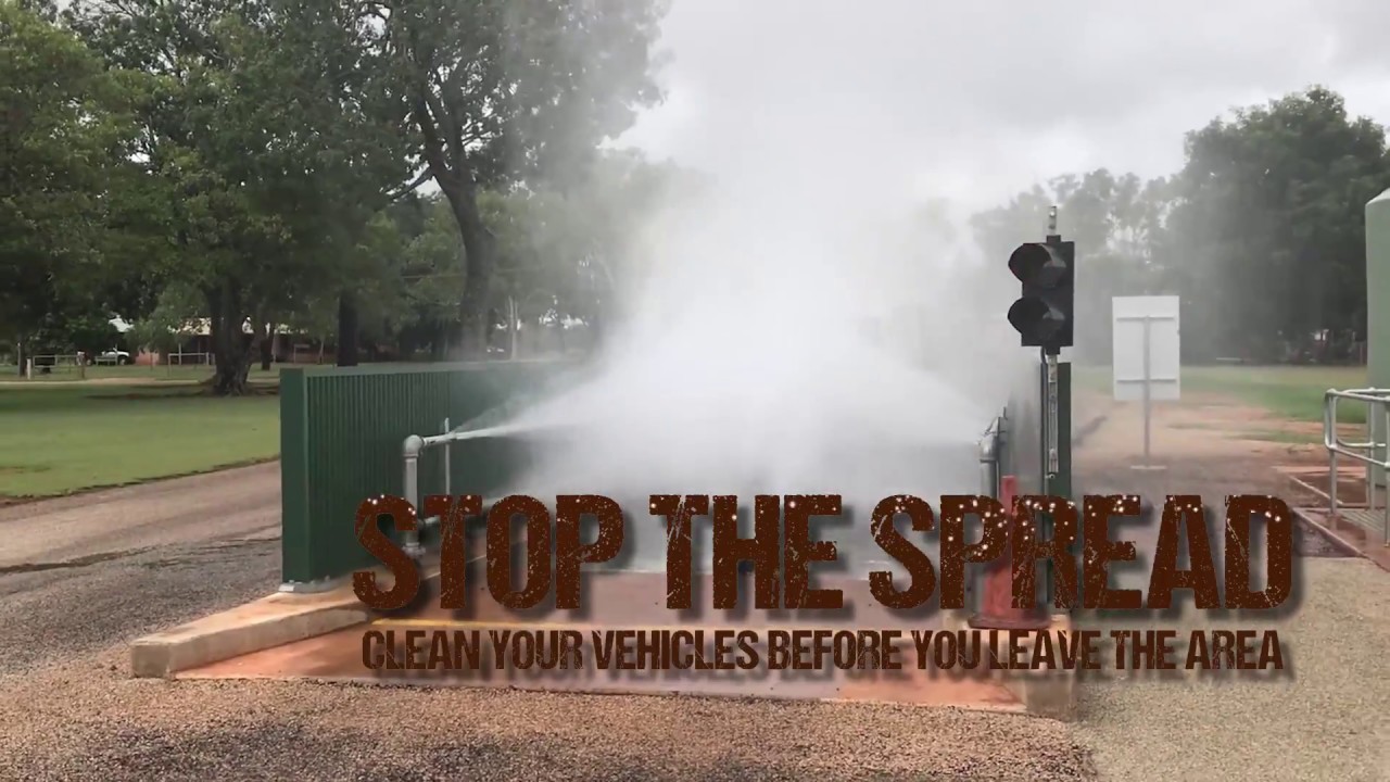 Foliar spraying to control bellyache bush - YouTube