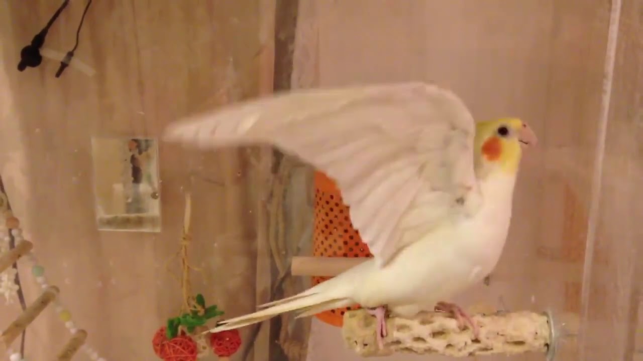 cockatiel dance كوكتيل يرقص - YouTube