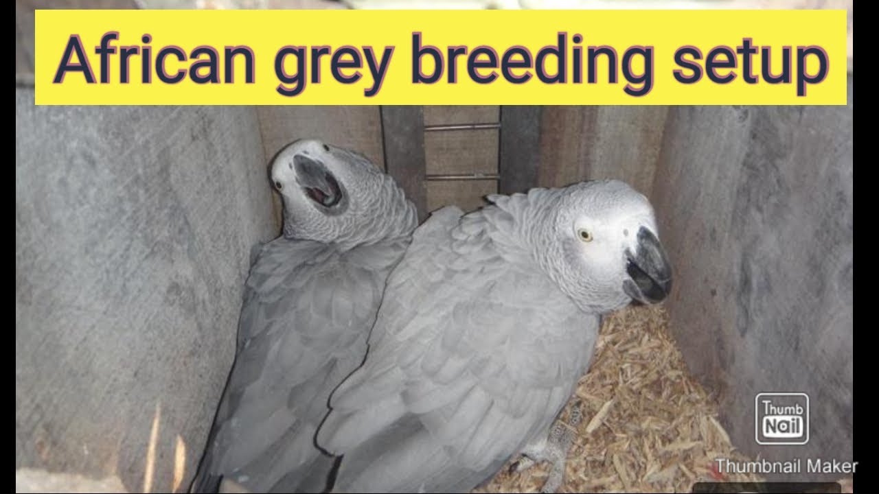 our African grey parrot breeding setup - YouTube