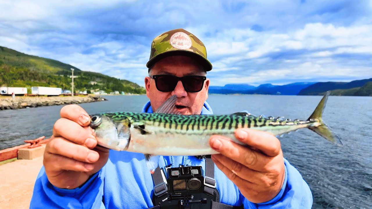 Catch & Cook Atlantic Mackerel - YouTube