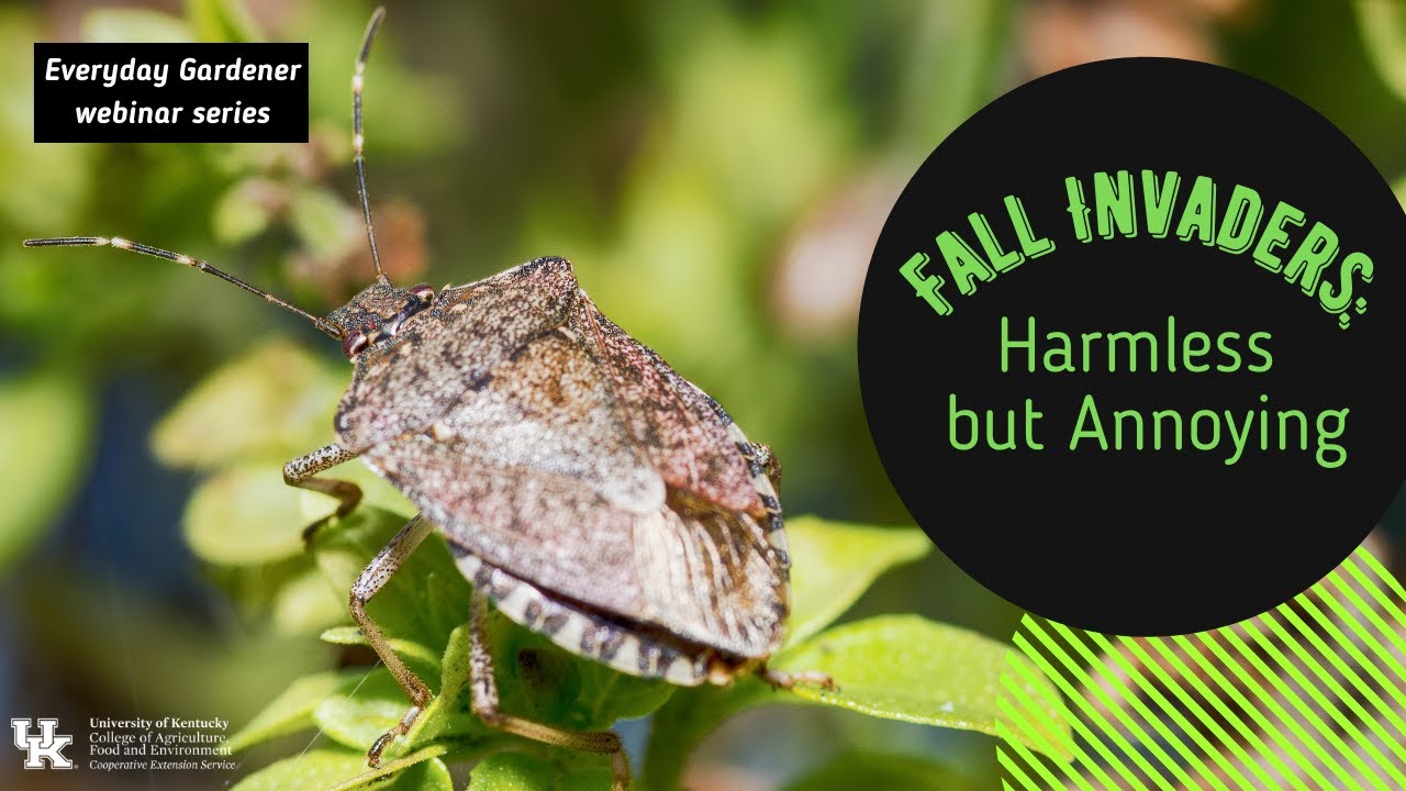 Home Invaders: Harmless but Annoying - YouTube