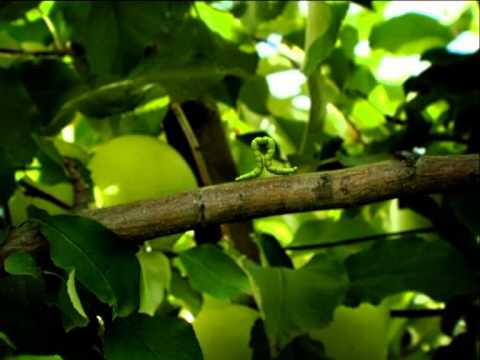 Minuscule 2 Episode *9* - YouTube