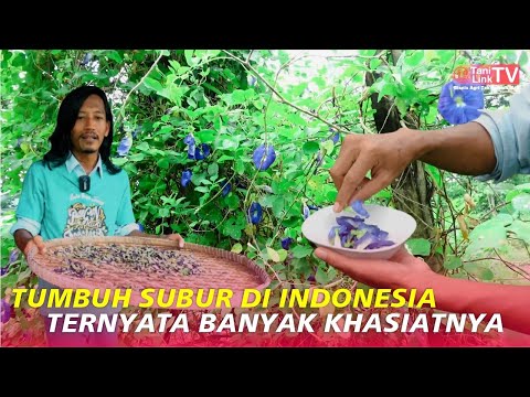 Budidaya Bunga Telang. Manfaat dan Cara Perawatan Supaya Tahan Lama.
