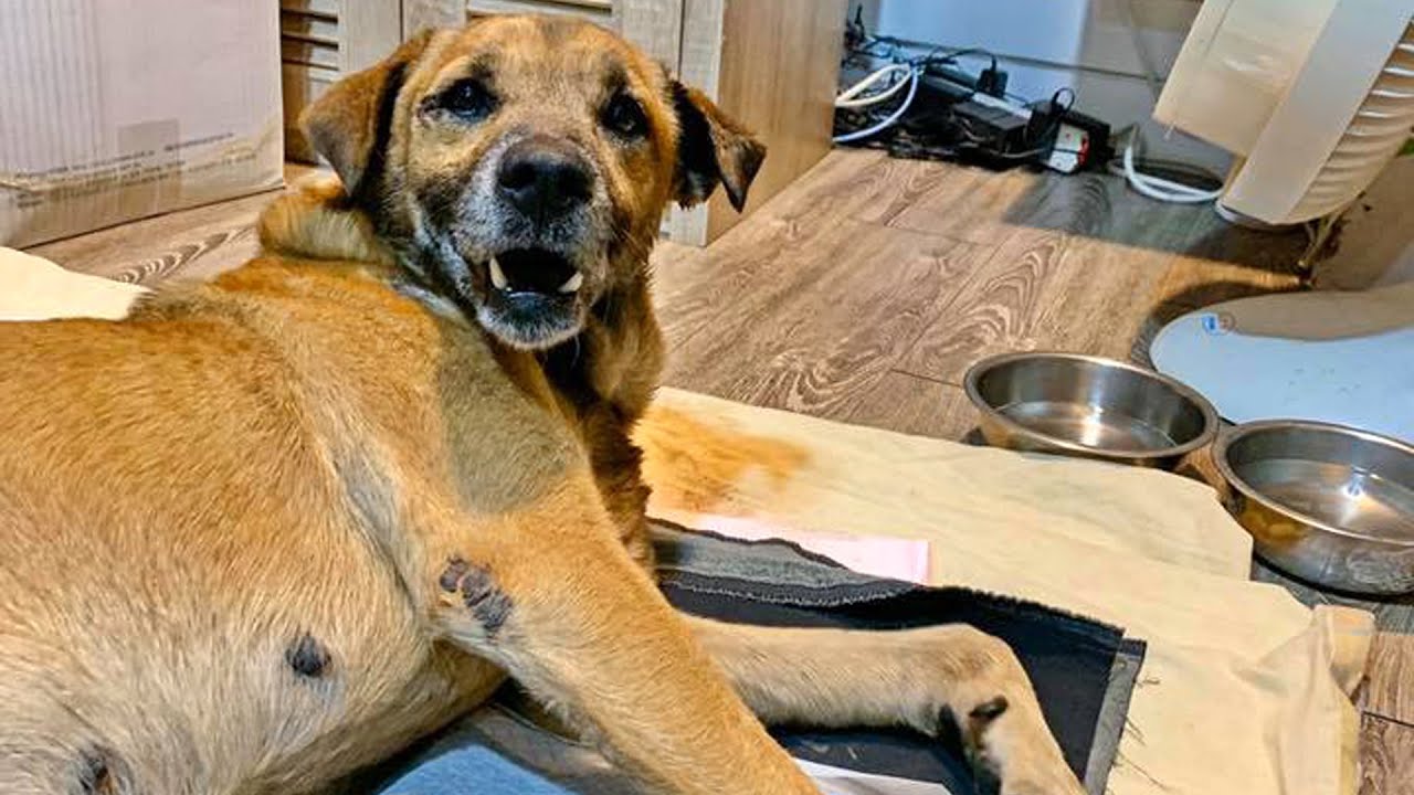 Rescue a Poor Stray Dog Who Was Paralyzed After Being Hit by a Taxi ...