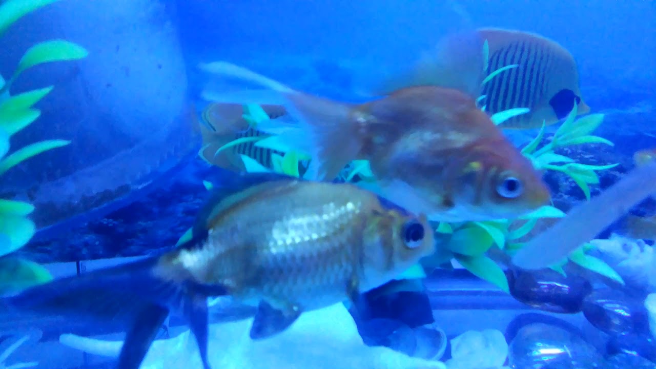 Fish tank by shyamal pal - YouTube