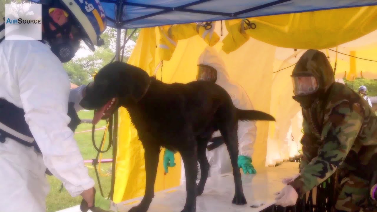Search and Rescue Dogs - Decontamination - YouTube