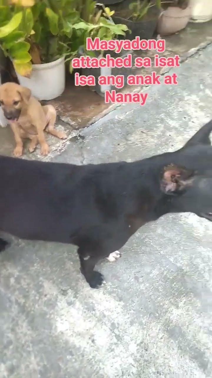 Ang pag alaga Ng Aso ay isang malaking responsibilidad!#puppydog # ...