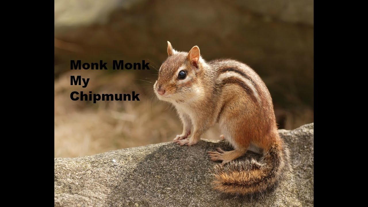 MONK MONK MY CHIPMUNK GOES TO THE VET - YouTube