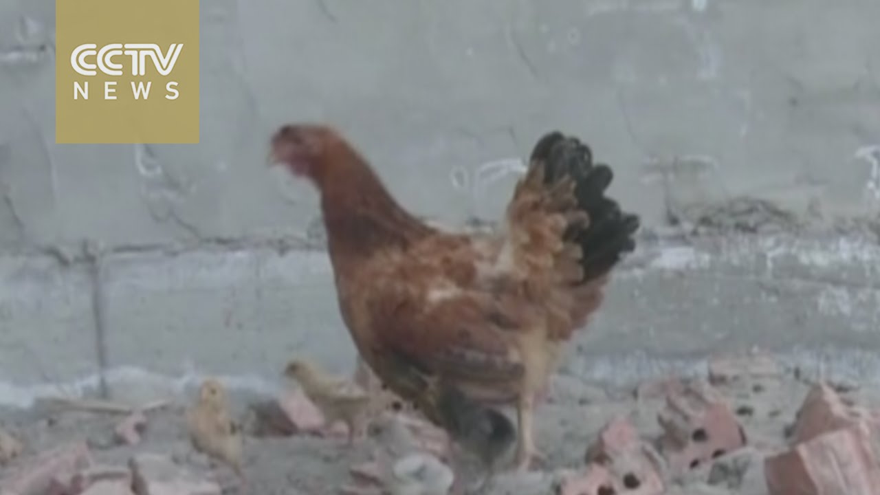 On Mother’s Day, a feat of bravery: Hen fights off hawk - YouTube