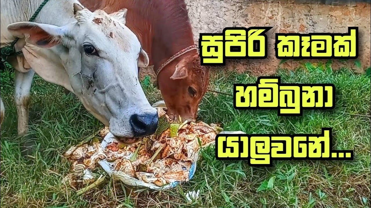 සුද්දිටයි පැටියටයි සුපිරි කෑමක් දුන්නා මචං 😍 | @SL_Animals_Tv - YouTube
