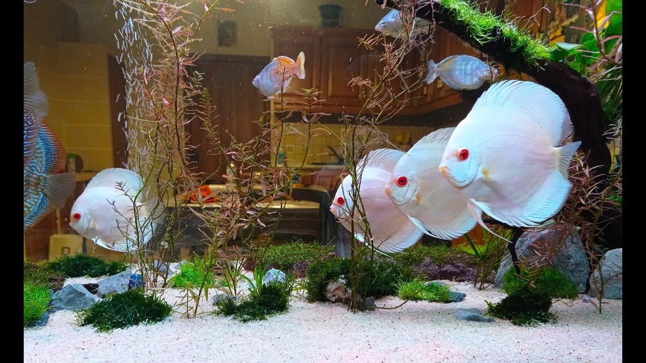 Gorgeous White Discus Fish Tank | Beautiful Freshwater Discus Aquarium ...