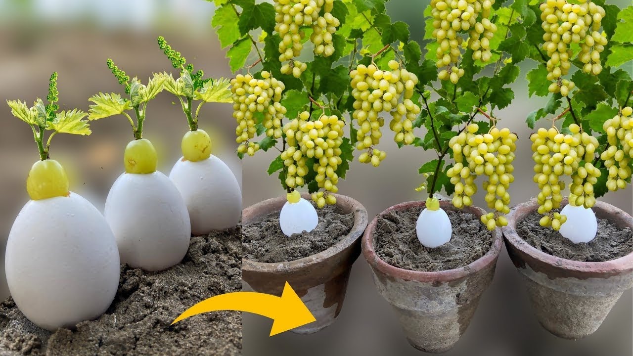 How To Grow Grapes From Grape Fruit in Eggs Using Banana | How To Plant ...