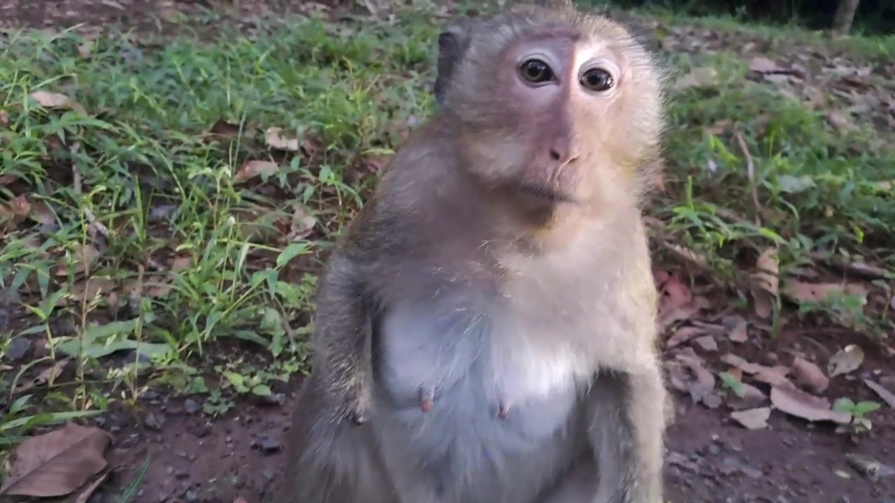 Monkey Mariya crippled, she is picking food. - YouTube