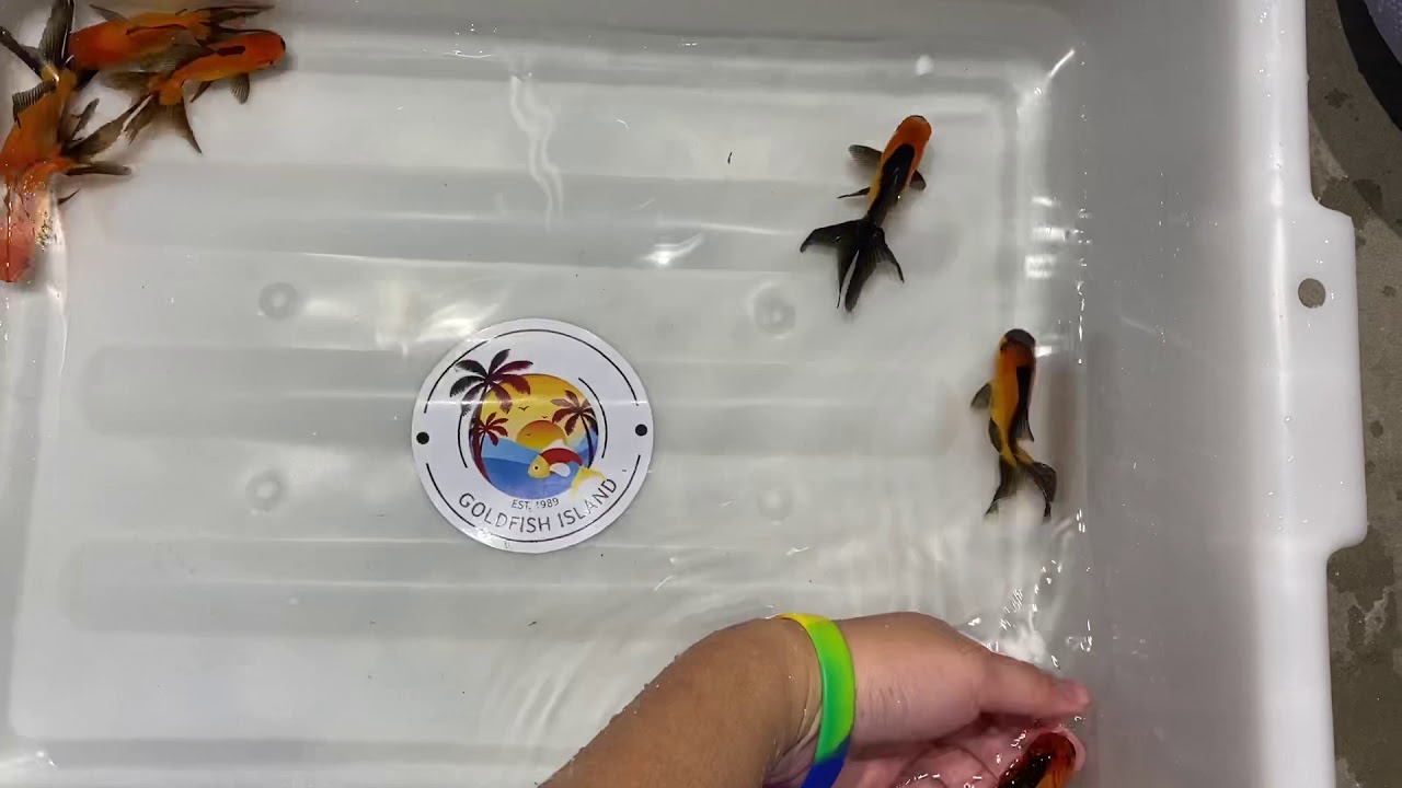Goldfish Island UPick Starter Collection Oranda Apache - YouTube