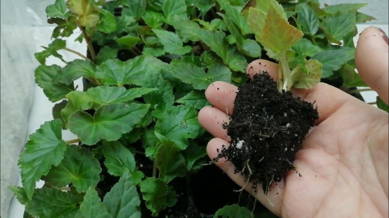 Укоренились черенки БЕГОНИИ по рекомендациям и советам Евгении - YouTube