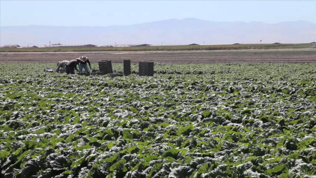 Bringing It Home - Cabbage Grower Frank Ratto - YouTube