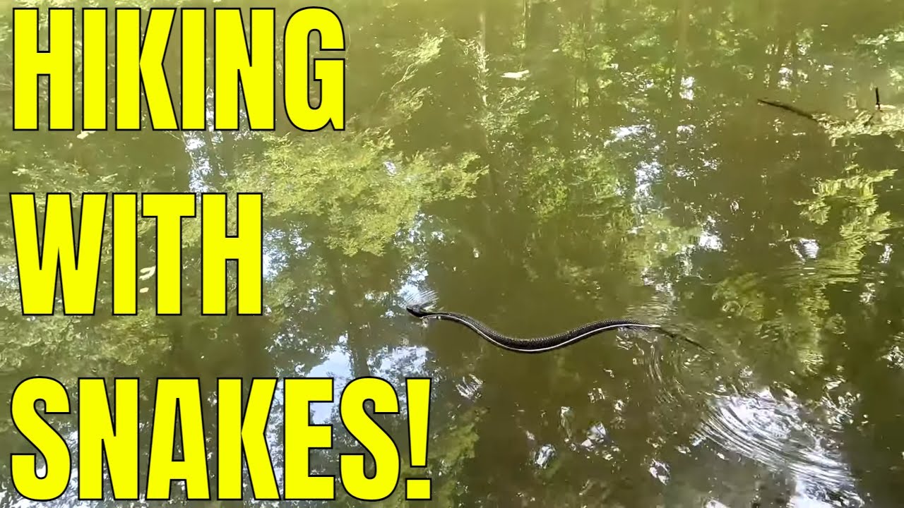 Hiking with Snakes at Heron Pond - YouTube
