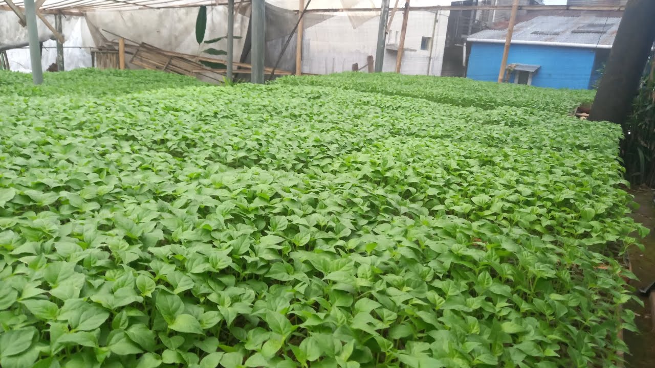 pembibitan sayuran selalu ready dan murah terutama cabe, tomat dan ...