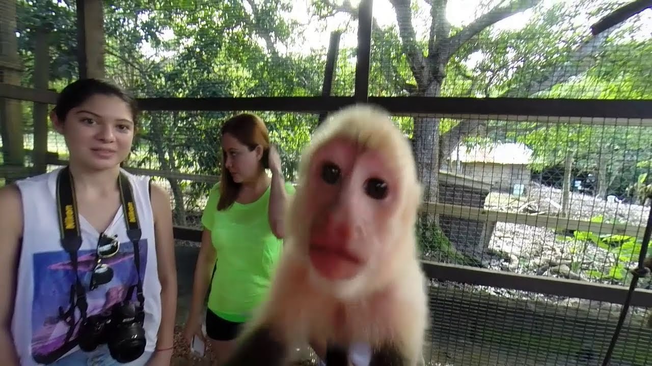Monkey Business The Sequel -Petting Zoo in Roatan- - YouTube