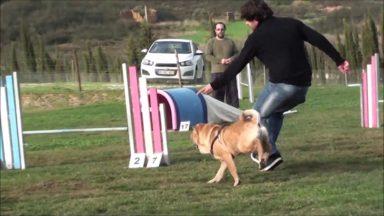 Woody the Shar Pei - Agility Training - YouTube
