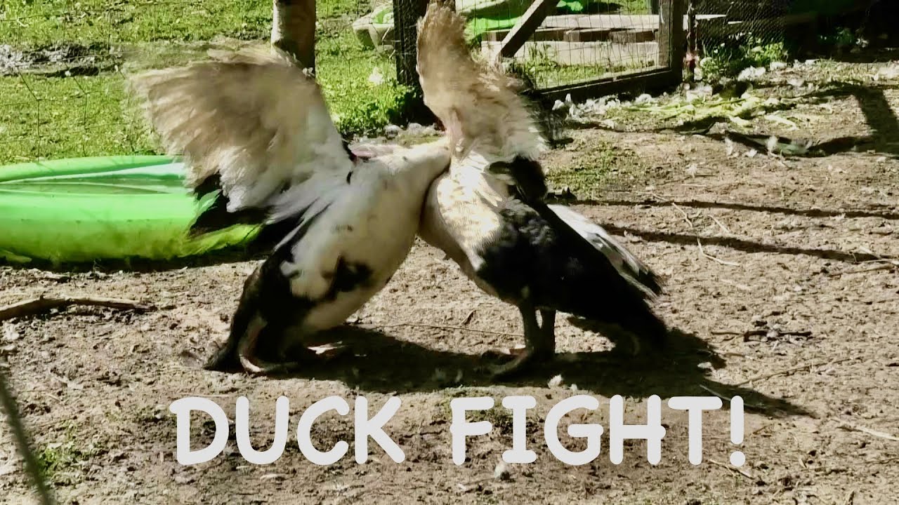 Duck Fight! - YouTube