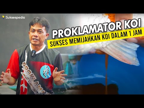CARA MEMIJAHKAN IKAN KOI METODE STRIPPING - CEPAT BERTELUR!! PART I