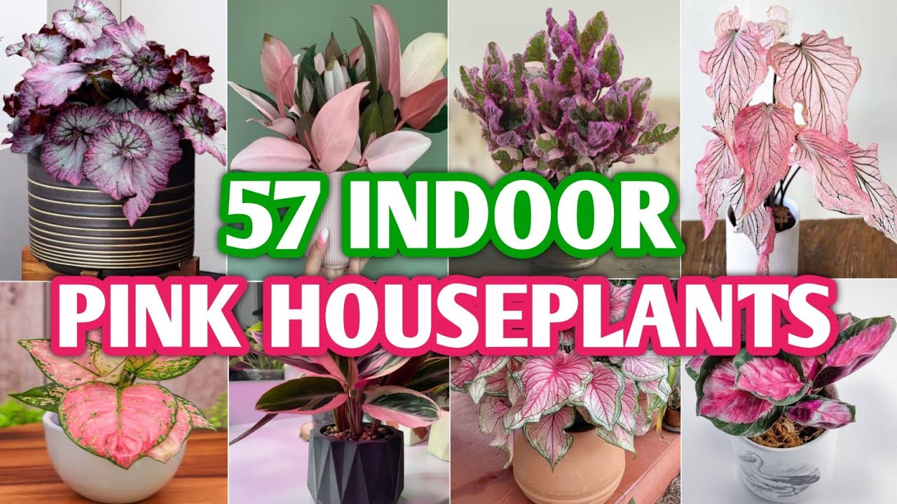 57 Indoor Pink Houseplants | Pink Indoor Plants with Name | Plant and ...