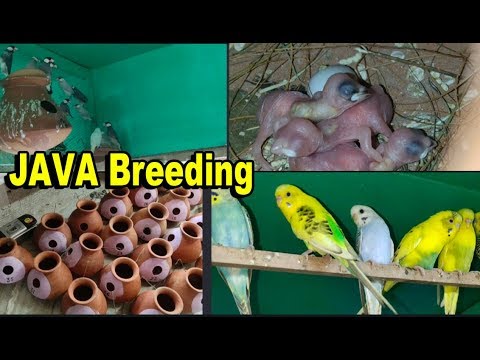 JAVA Breeding Progress & Rainy Season ka Time Motke Provied - YouTube