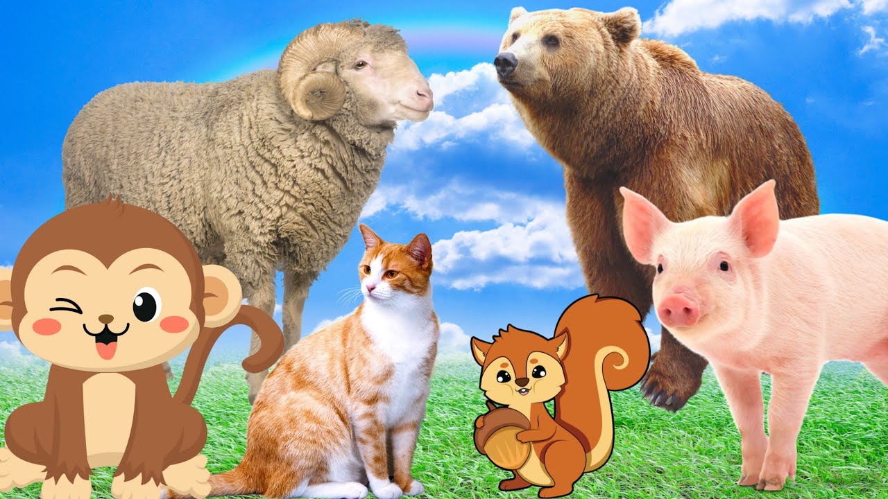 Familiar animal sounds - Cat, Monkey, Pig, Squirrel, Sheep,... - YouTube