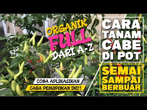 CARA #MENANAMCABE DI POT/POLYBAG ‼ DENGAN #PUPUKORGANIK LENGKAP FULL HABIS DARI SEMAI SAMPAI BERBUAH
