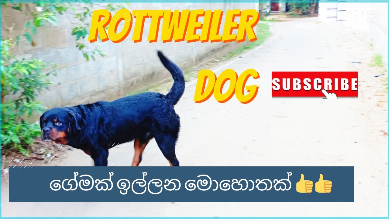 Rottweiler atach dog game💪ගේමක් ඉල්ලන මෝහෝතක් - YouTube
