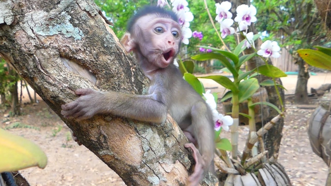 Need help because I want to get down from the tree but do not dare to ...