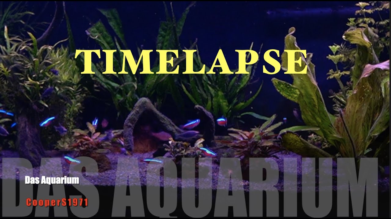 Aquarium Eheim Vivaline 240l -Timelapse- - YouTube