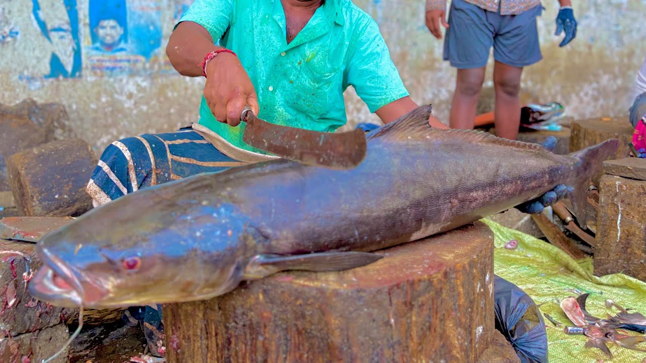 36 kg Biggest Cobia Fish Cutting🔥🔪Kasimedu fish cutting🔥awesome sliced ...