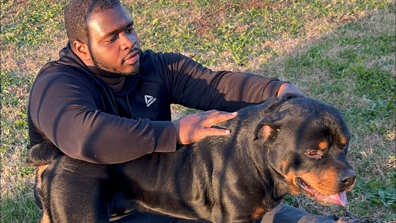 ROTTWEILERS AT ITS BEST MY YARD IS CRAZY!!!!! Dogs made my daughter cry ...