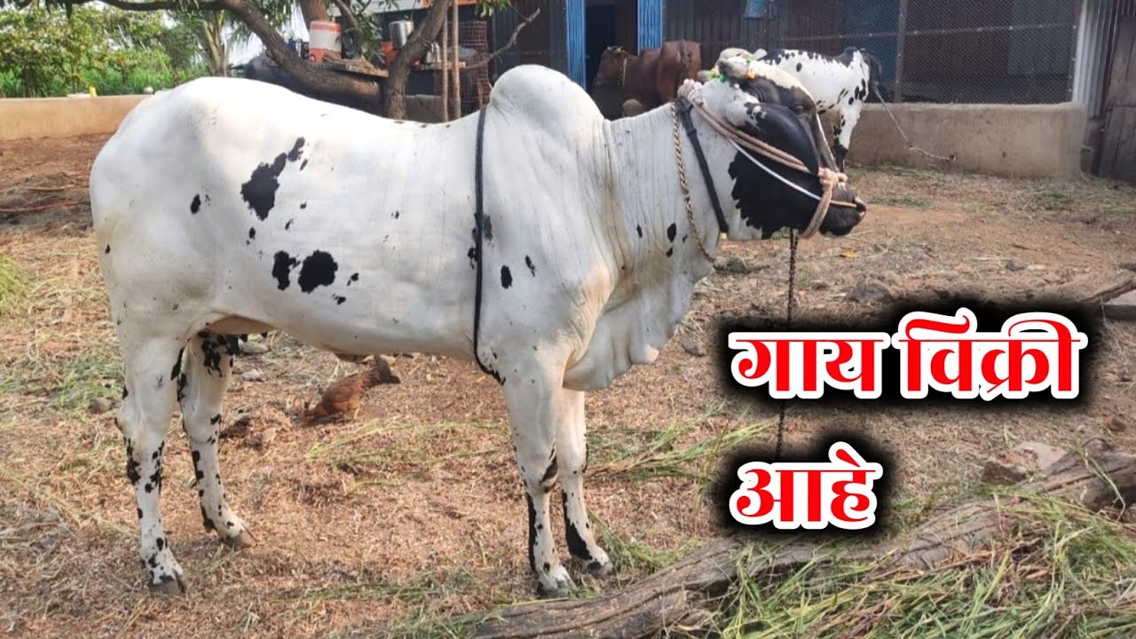 देवनी गाय विक्री आहे | Deoni cow for sell 📞8788950668 - YouTube