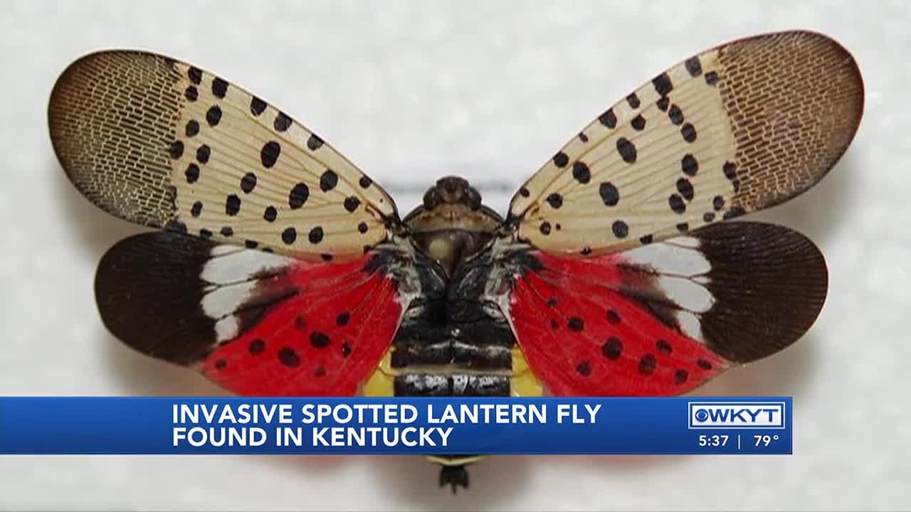 WATCH | Invasive insect is now in Kentucky - YouTube