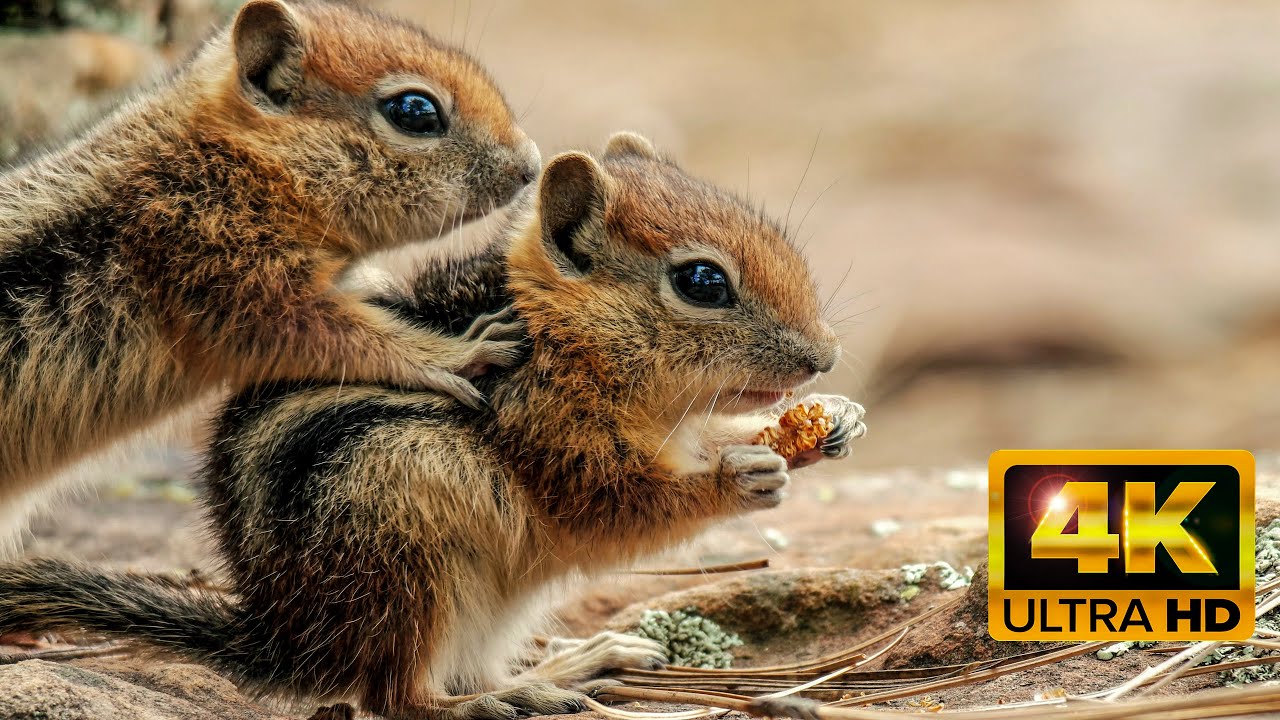 Baby Chipmunks play. 4K - YouTube