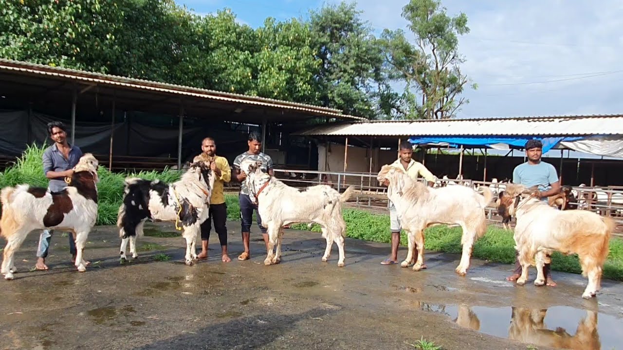 The Biggest Andul Collection India At Classic Goat Farm Bhiwandi. - YouTube