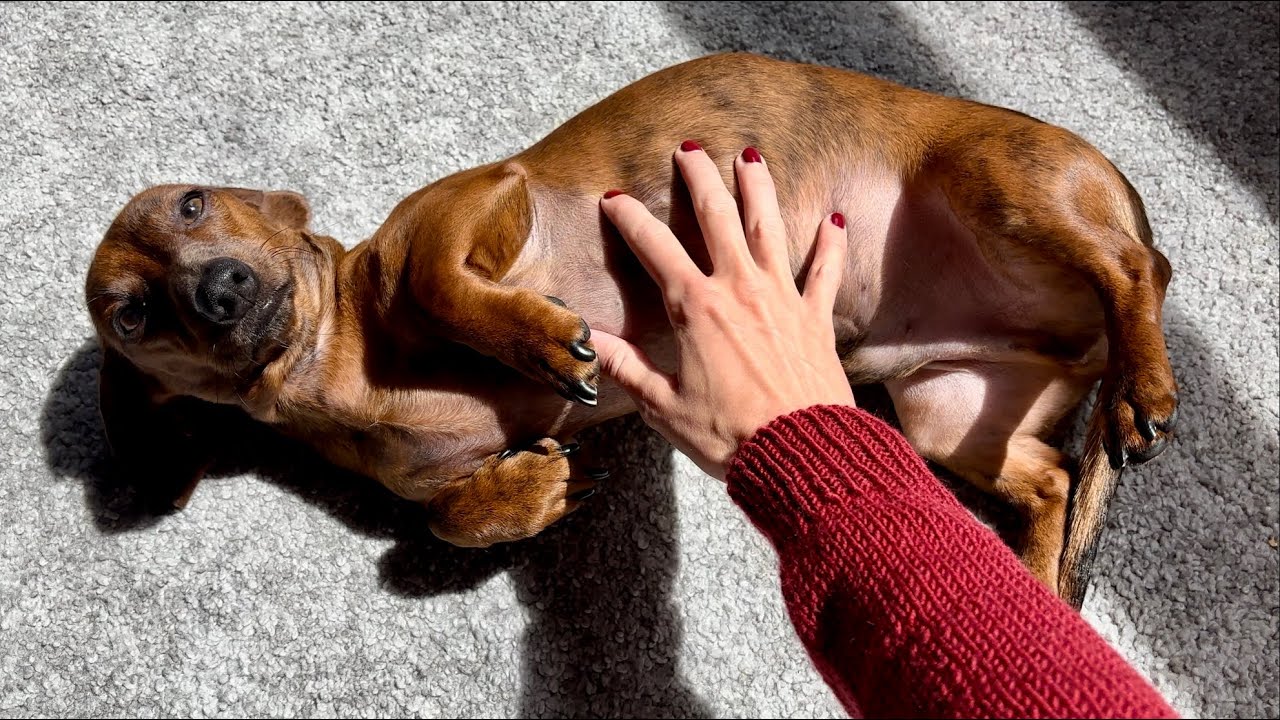 A day in the life of a velcro dog - YouTube