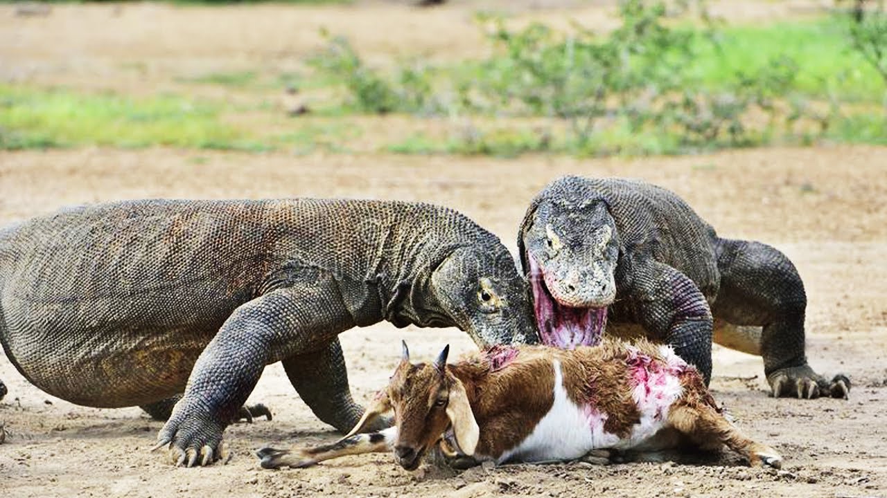 Two large Komodo dragons are feasting on a goat carcass in a dry - YouTube