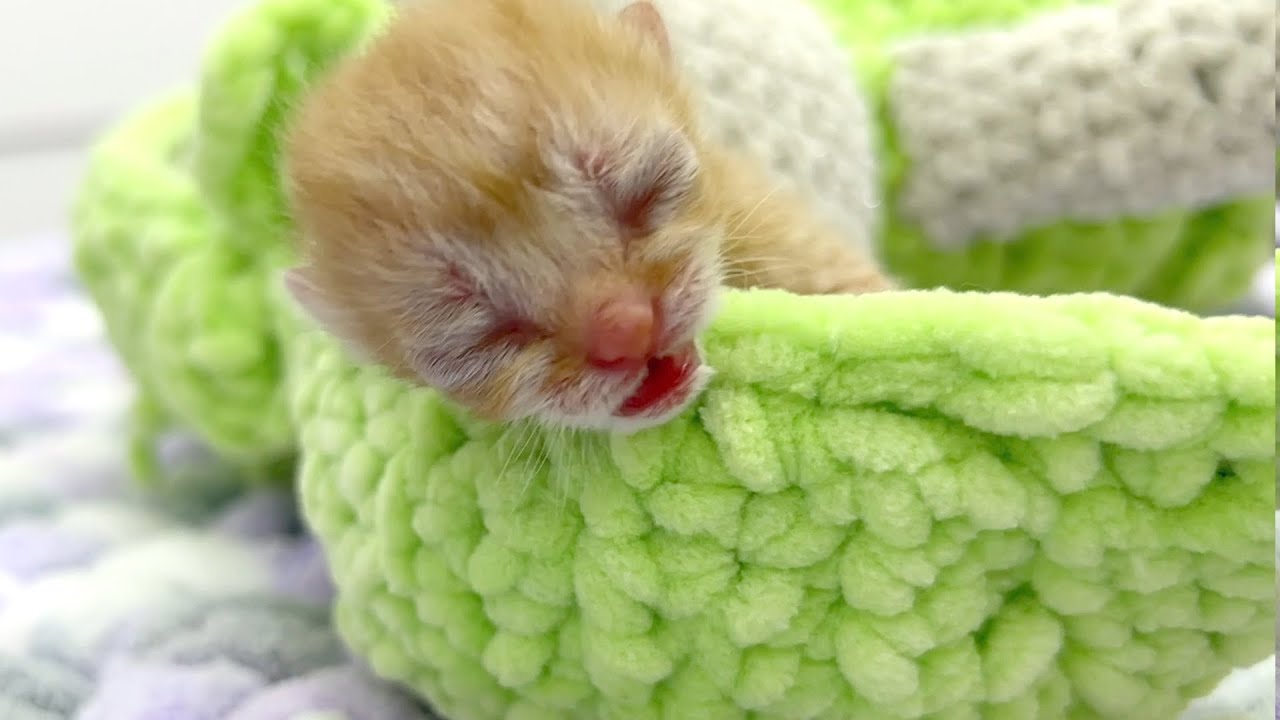 Three days after birth | Adorable cute kittens - YouTube