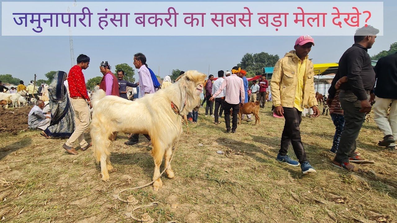 Jamunapari Hansa Big Buck Pachnada Mela Docomentry | Chambal Ki Rani # ...