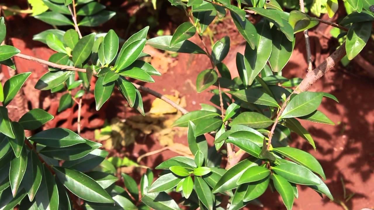 LA PITANGA Y CERELLA DOS FRUTOS EXQUISITOS - YouTube